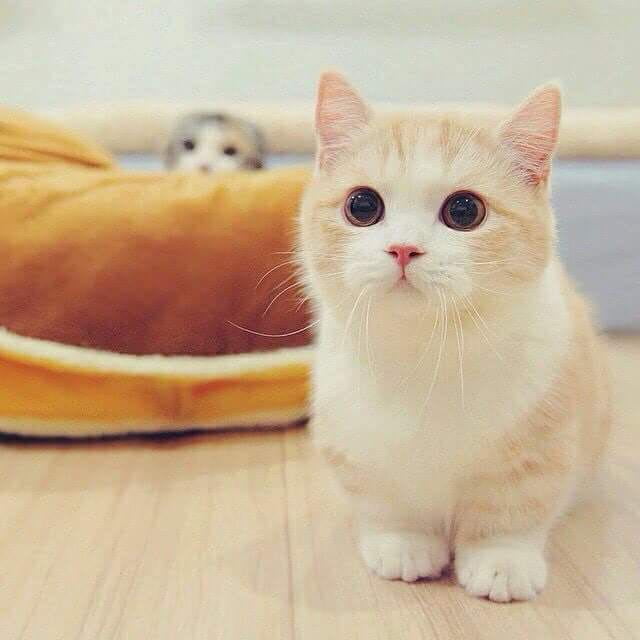 Short stubby legs - 9GAG