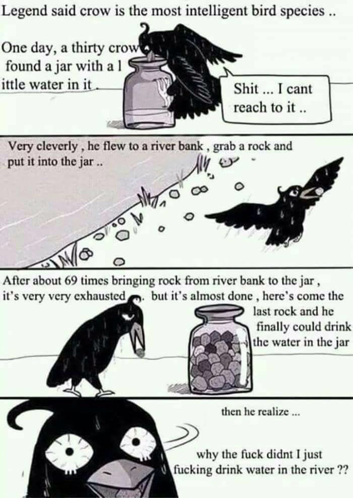 Most intelligent bird - 9GAG