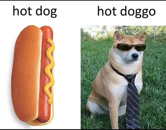 Cool doggo - 9GAG