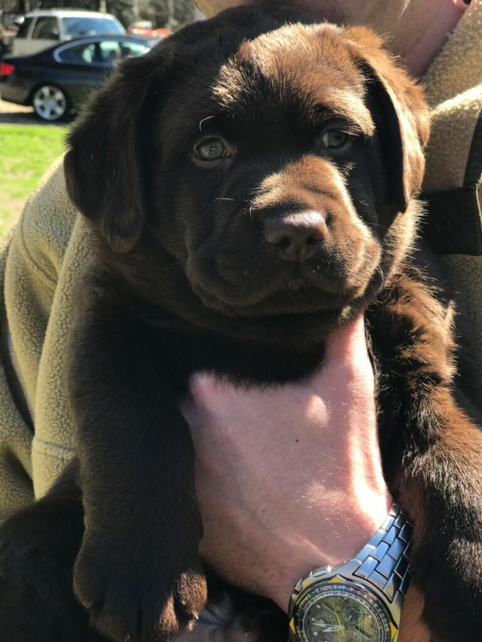 My 6 week old chocolate lab - 9GAG