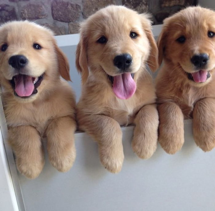 Cute Puppy Triplets - 9GAG