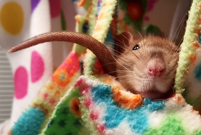 My happy brown rat and her happy brown tail - 9GAG