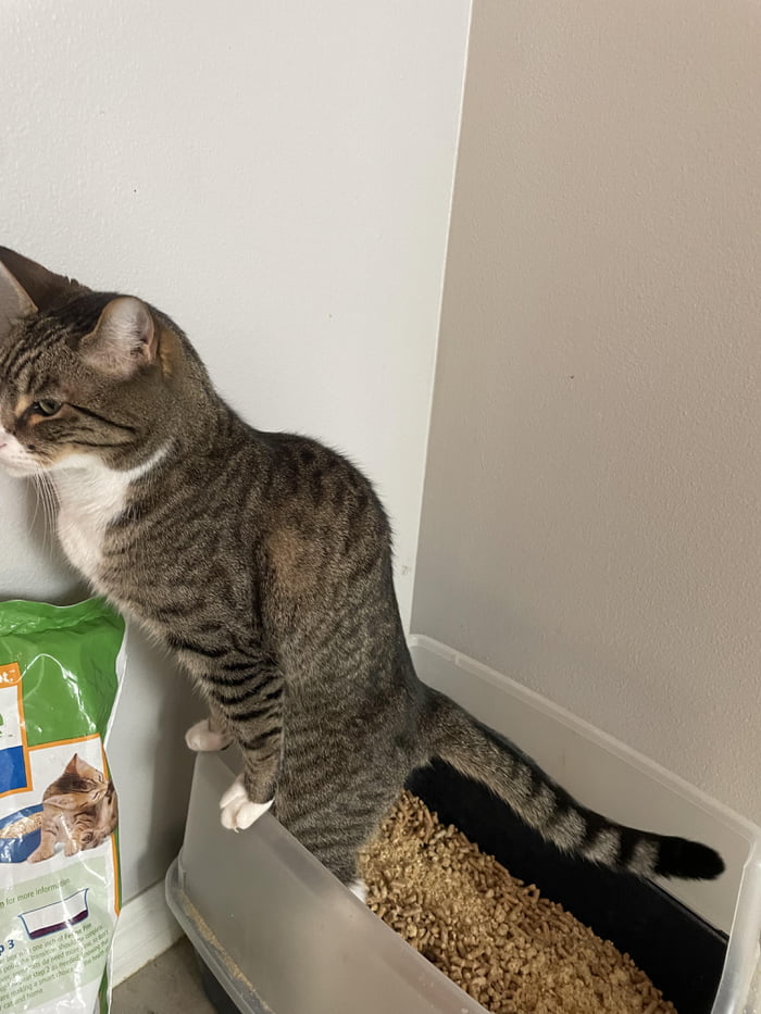 Anyone else’s cat stand angrily while pooping?!? - 9GAG