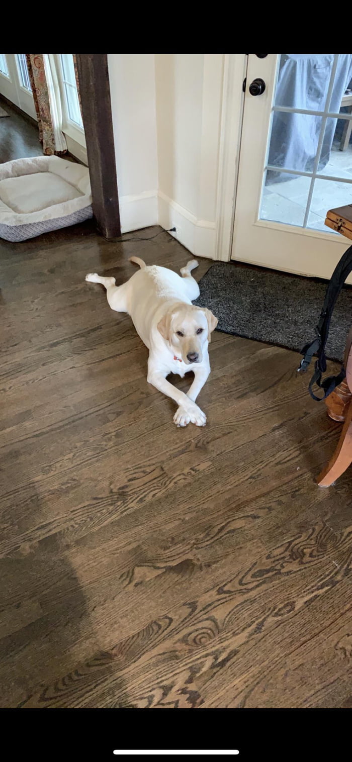 Classy girl legs out paws crossed - 9GAG