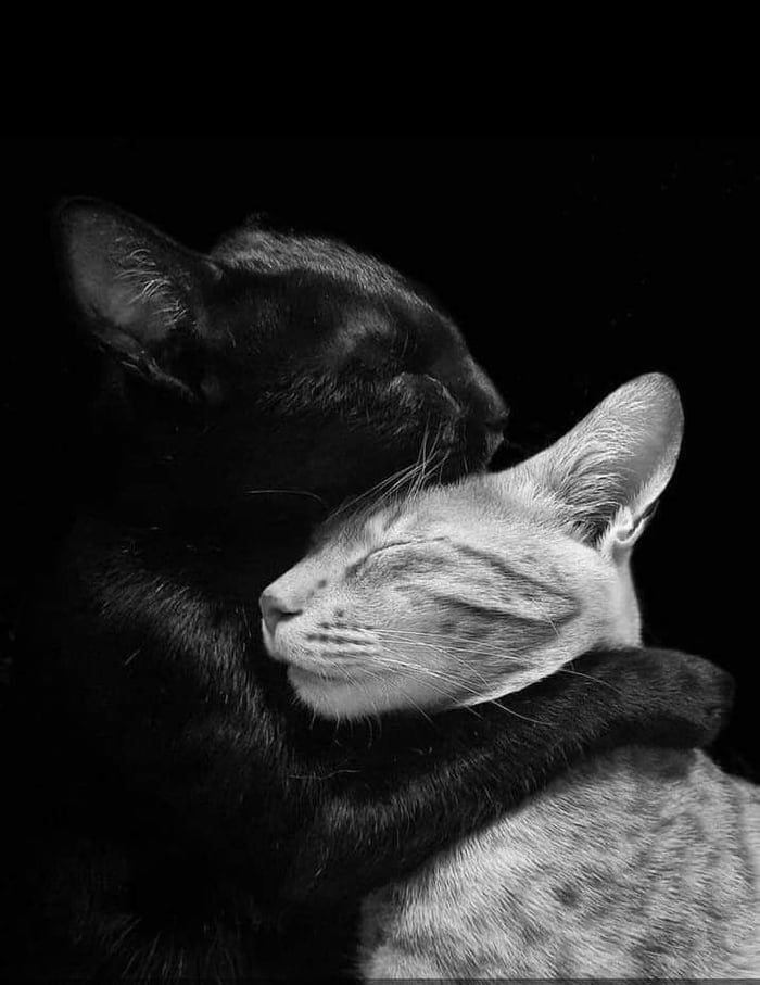 Sometimes you need a hug and nothing more - 9GAG