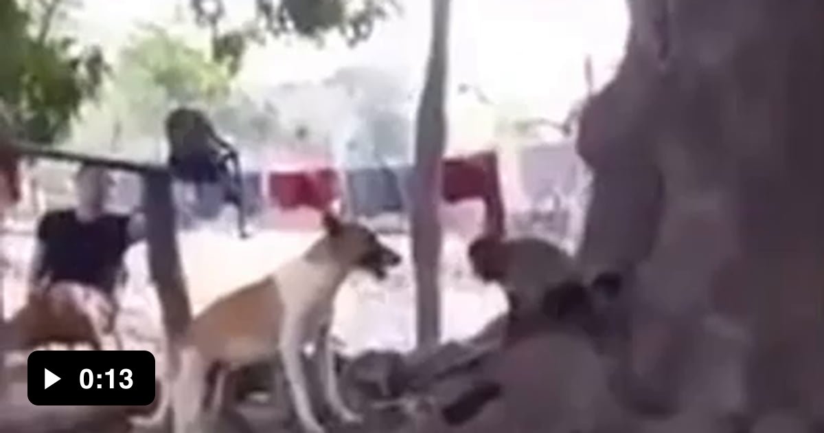 Monkey being a jerk to a doggo - 9GAG