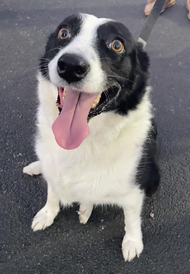 Not a single thought behind those eyes 👁👅👁 - 9GAG