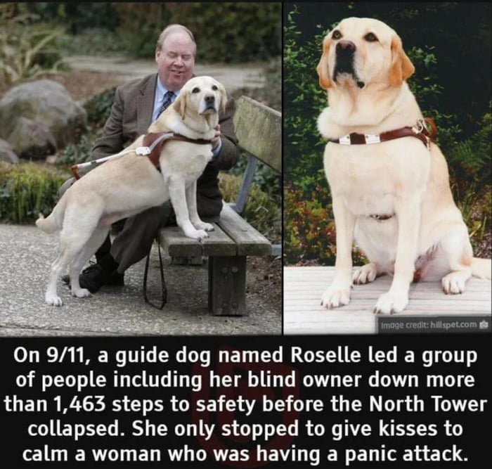 Roselle the best guide dog. - 9GAG