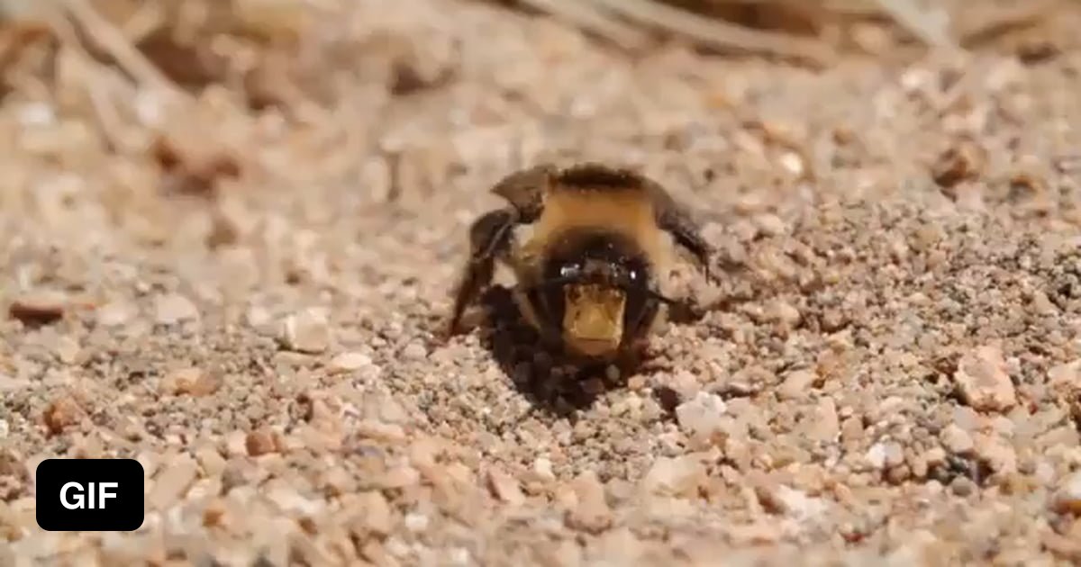 It might seem peculiar to see bees at the beach. But the bumblebee ...