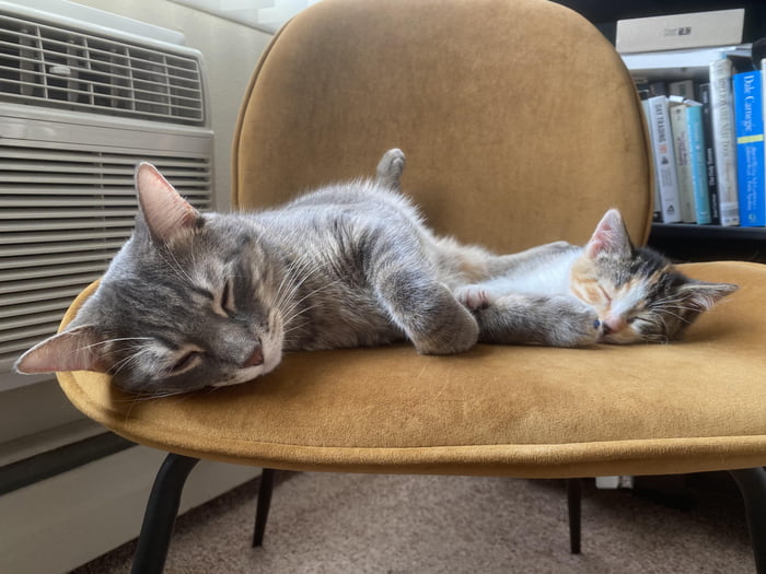Criminal Soup is practicing cattibalism and eating her brother’s paw ...