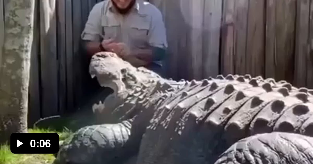 Friendly w/ a giant crocodile - 9GAG
