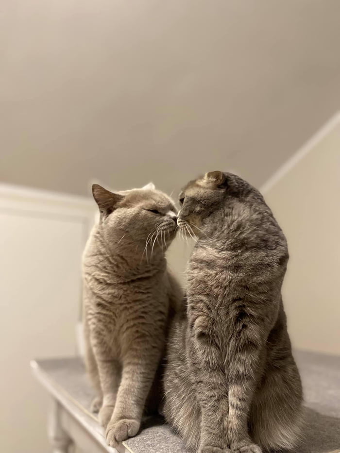 Kiss cam *cat edition* - 9GAG