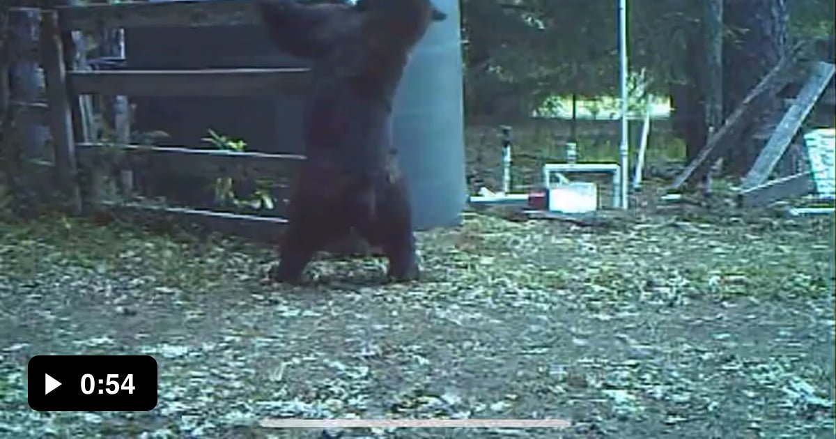 Bear gets hit in the nut while playing with rope - 9GAG