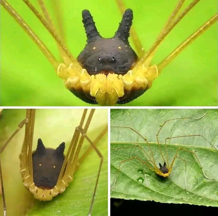 The Bunny Harvestman Spider - 9GAG