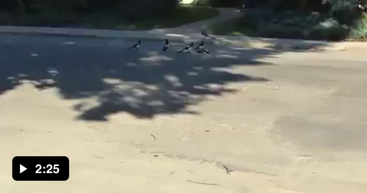 Magpie Mourning Ritual - 9GAG