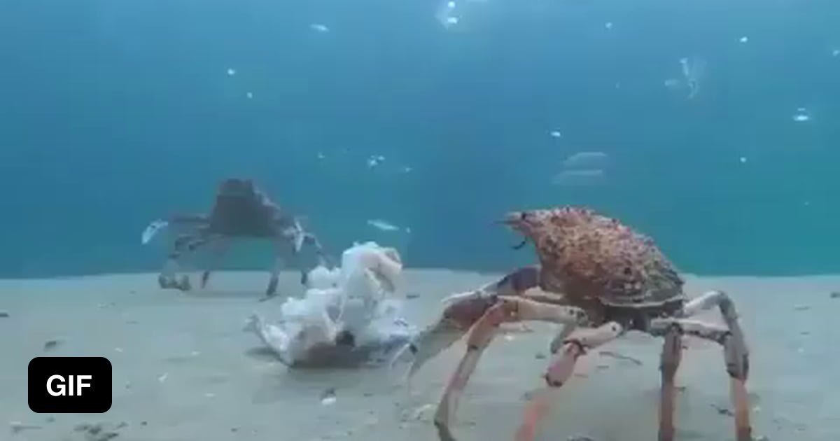 Big cluster of spider crabs - 9GAG