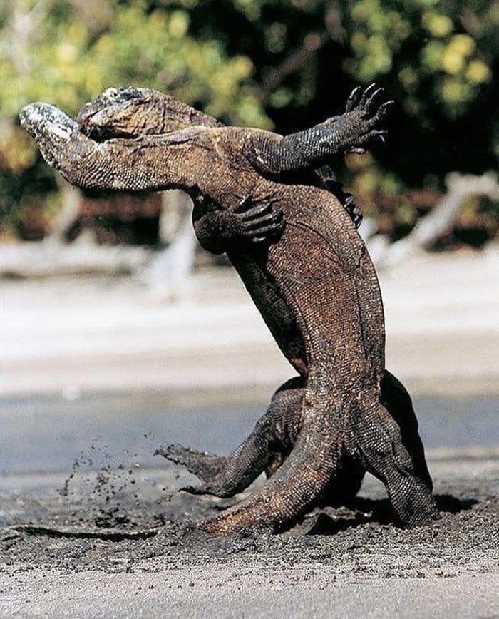 Sensei Tango, the master of tango the stealer of woman lizards. - 9GAG