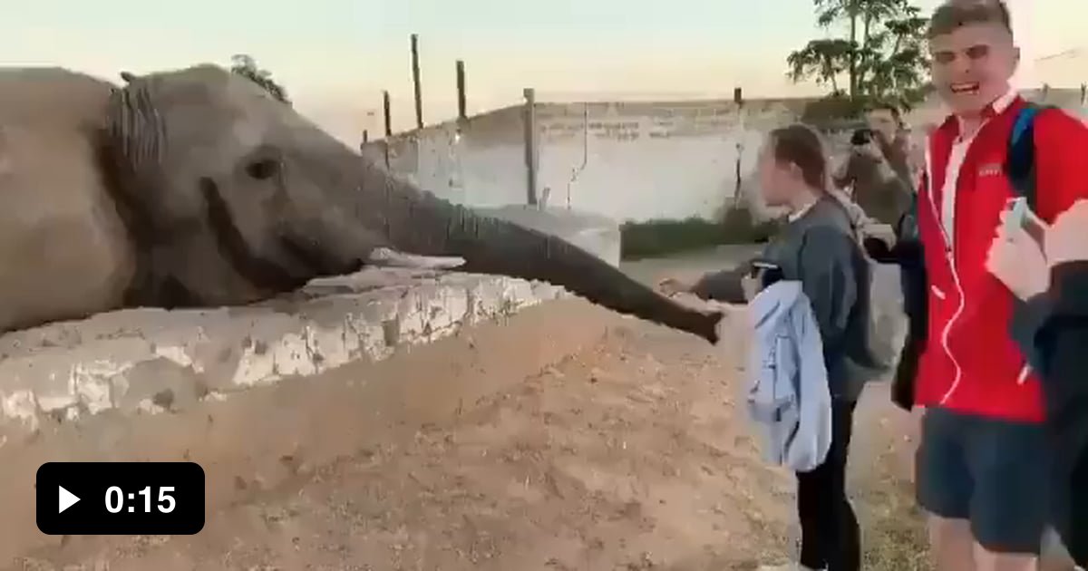 Elephant punch! - 9GAG