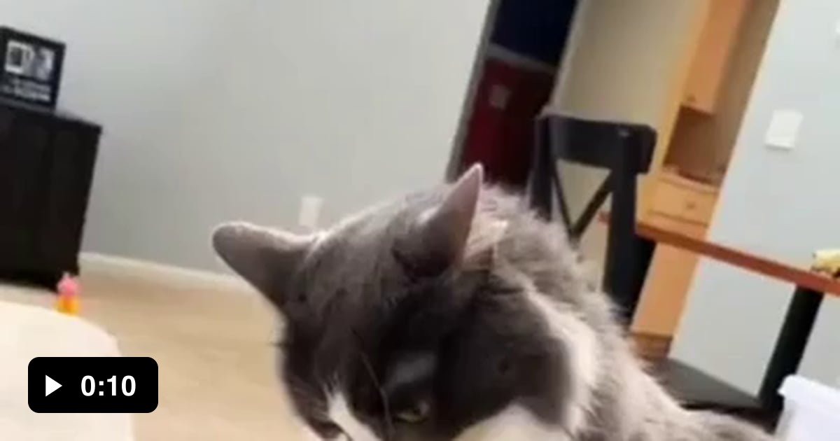 Arguing with a cat at its finest! - 9GAG