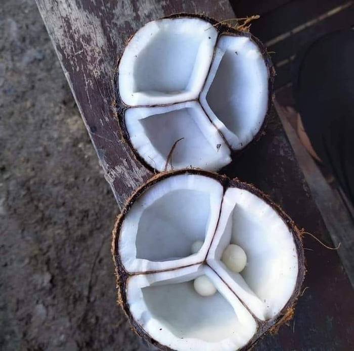 This Coconut..... - 9GAG