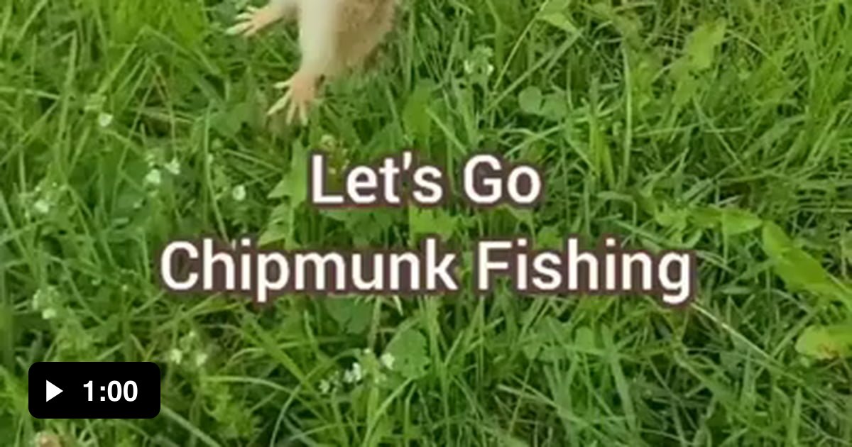 Chipmunk fishing! - 9GAG