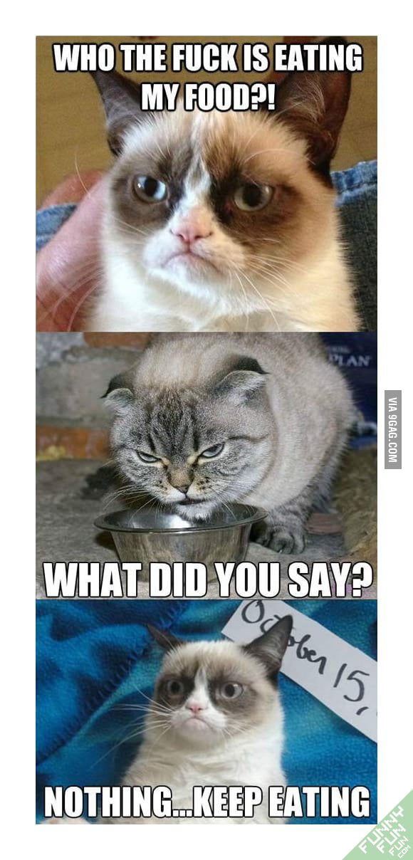 Grumpy Cat Vs Angry Cat - 9GAG