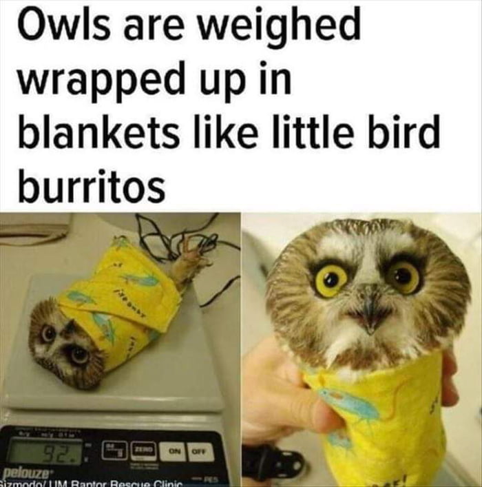 Owl burrito. - 9GAG
