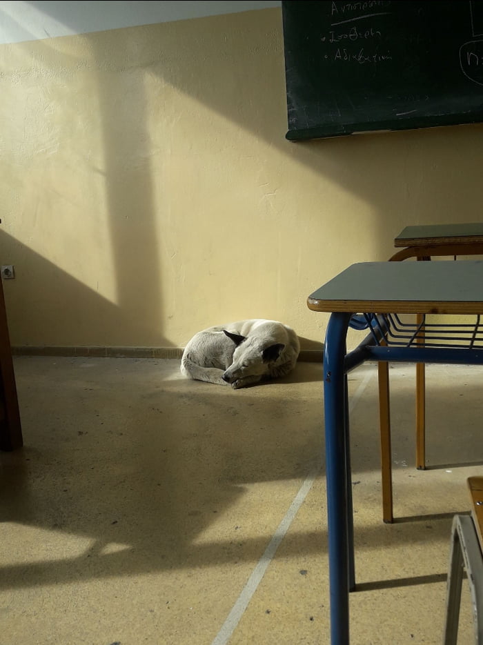 Unexpected visitor in class today - 9GAG