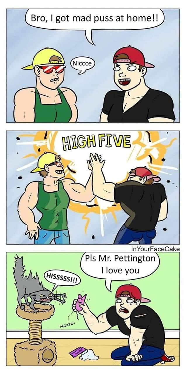 Mad puss - 9GAG