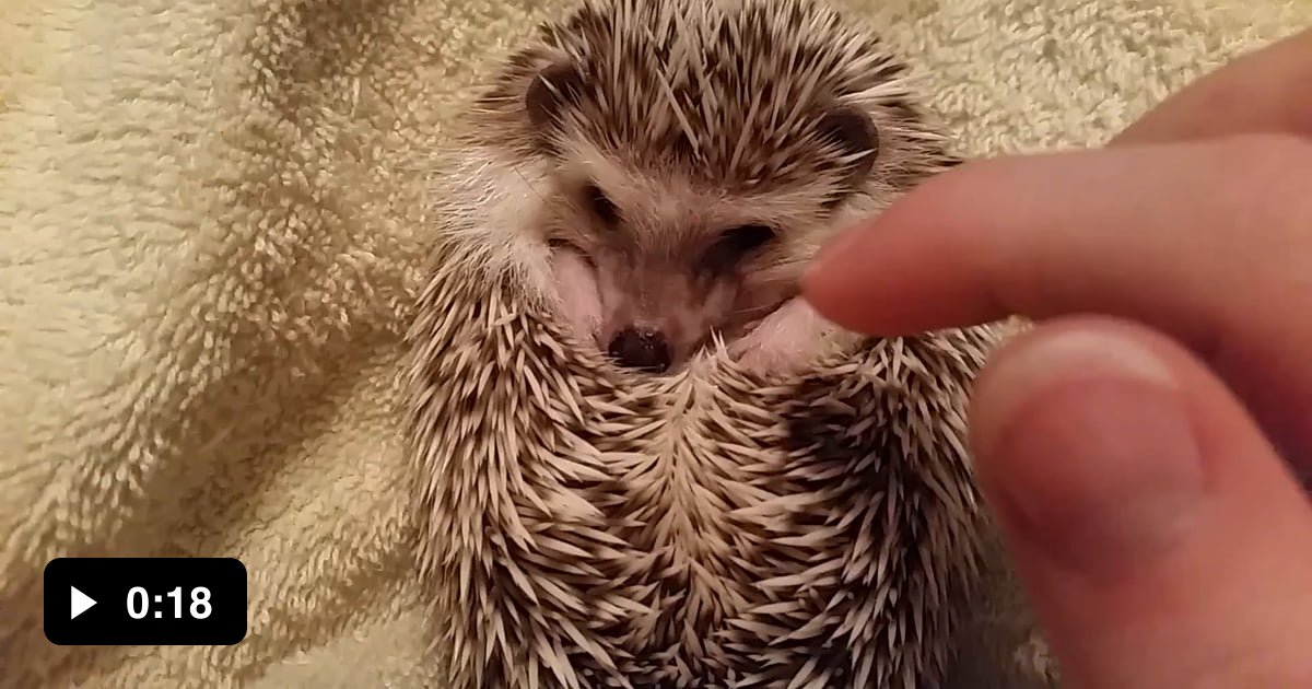 Best way to calm a grumpy hedgehog - 9GAG