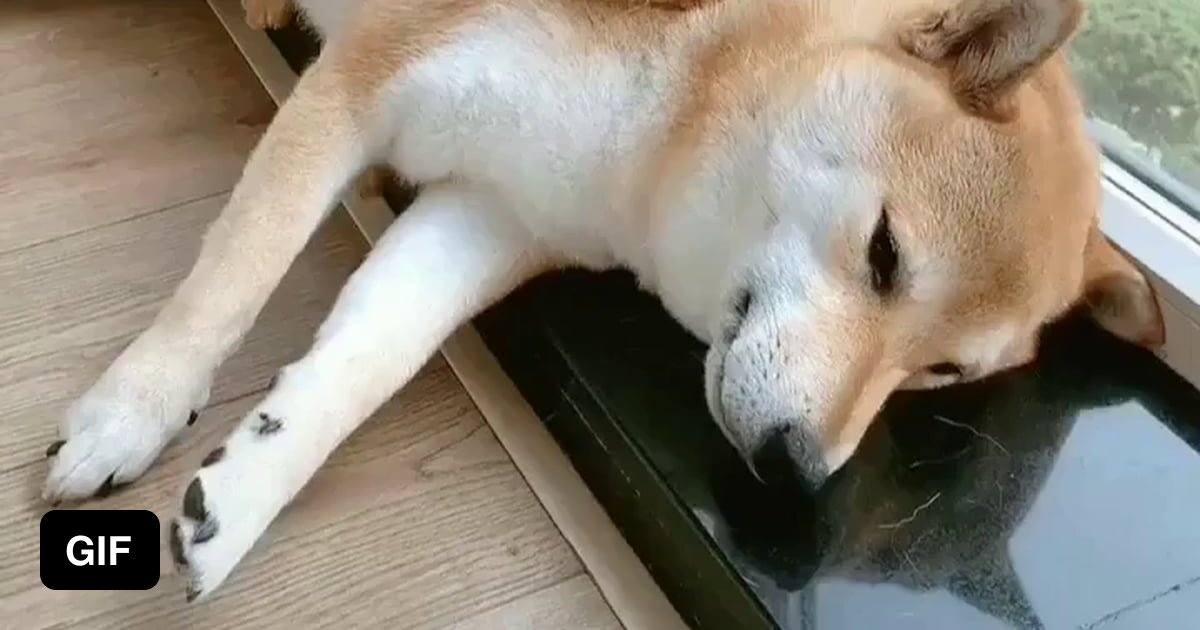 Even doggo knows you can't move once the cat gets comfortable - 9GAG