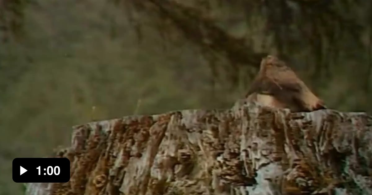 Kekec's Tricks (1968) - Slovenian cult classic - 9GAG