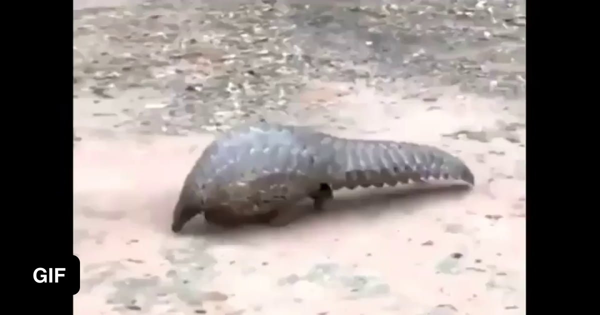 Pangolins are bipedal - 9GAG