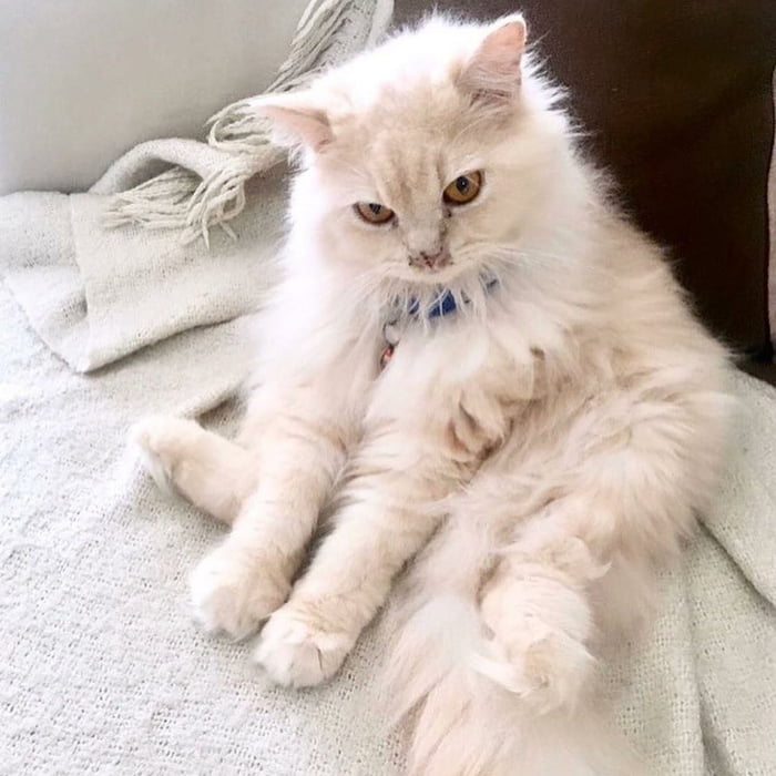 She's my back seat gamer. Always curled beside me whenever I'm gaming ...