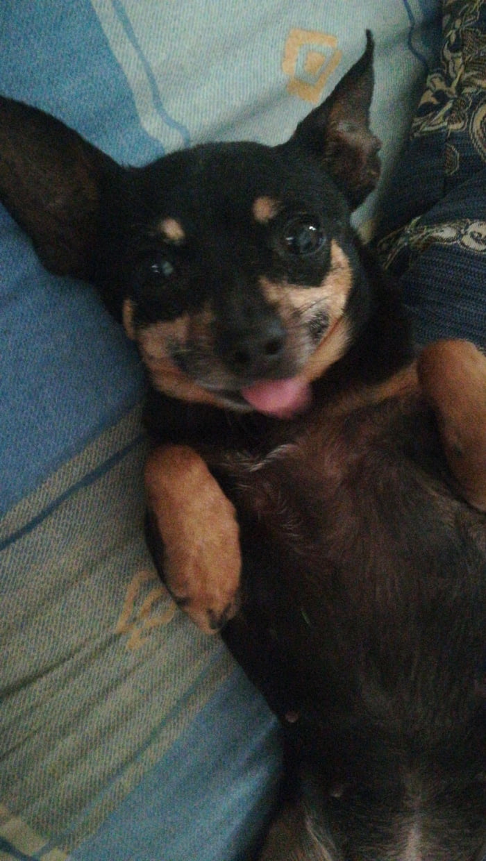 Derp dog on the couch - 9GAG