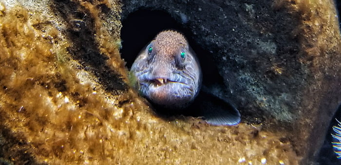 The Derp Eel - 9GAG