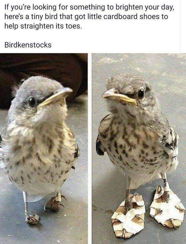 Creative splint making - 9GAG