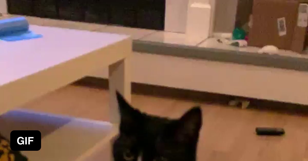 Cute clapping cat - 9GAG