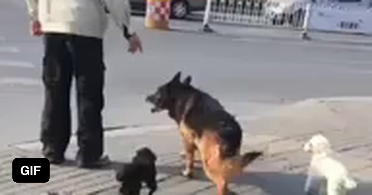 Helpful big doggo - 9GAG