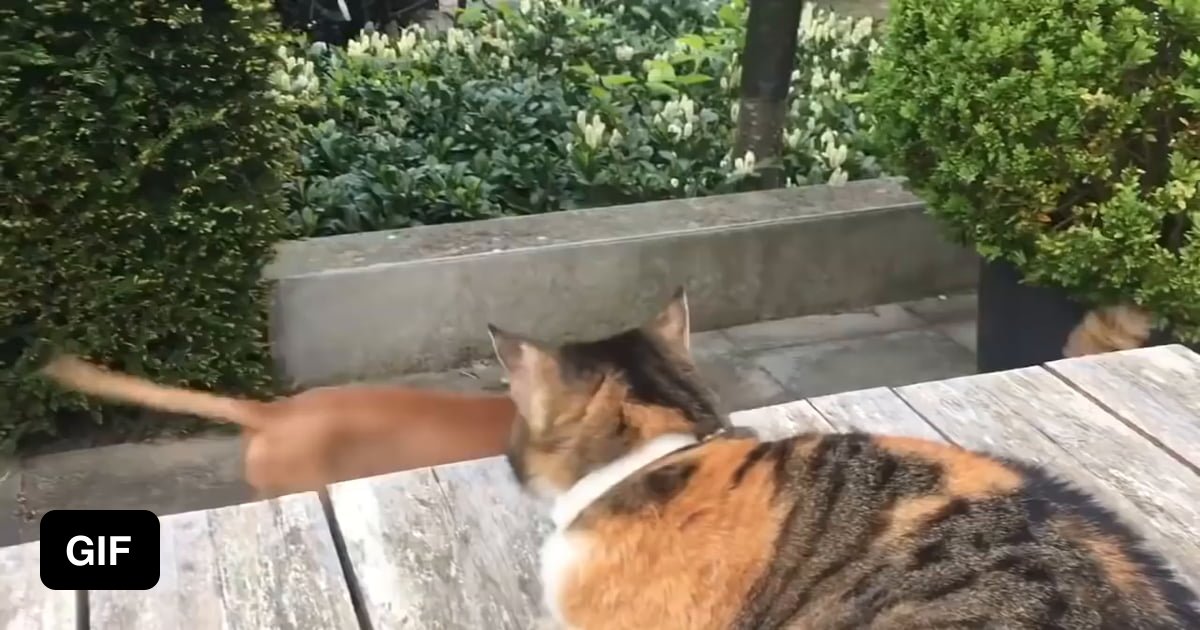 Just a cat protecting his dog, from another cat. - 9GAG
