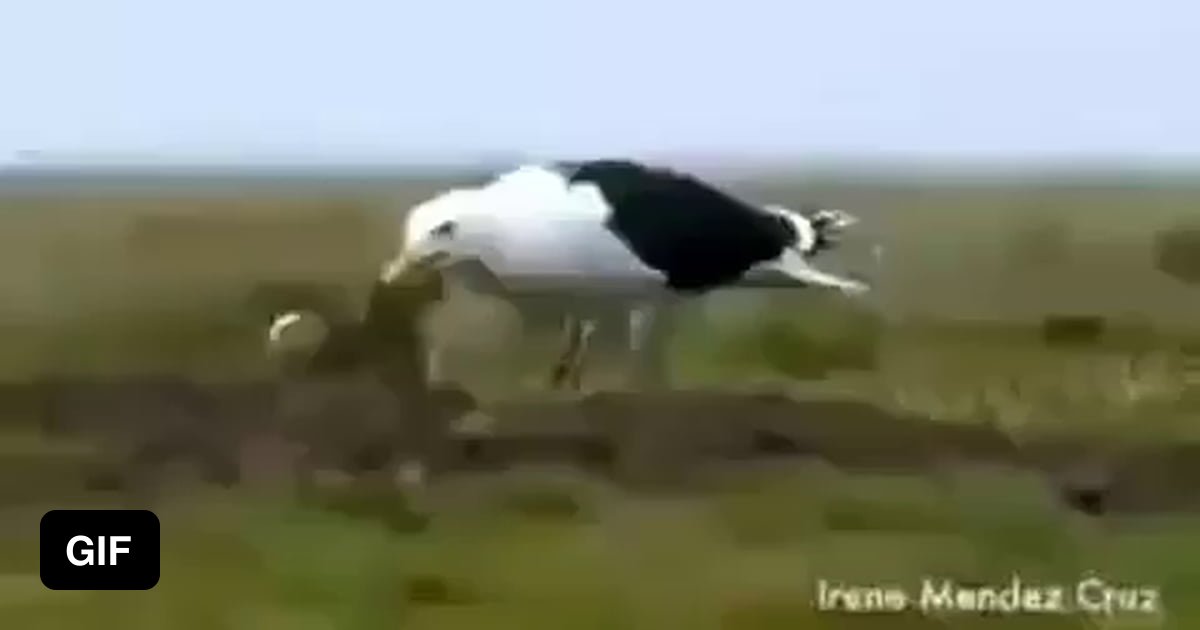 Great black-backed gull swallows a whole bunny... - 9GAG