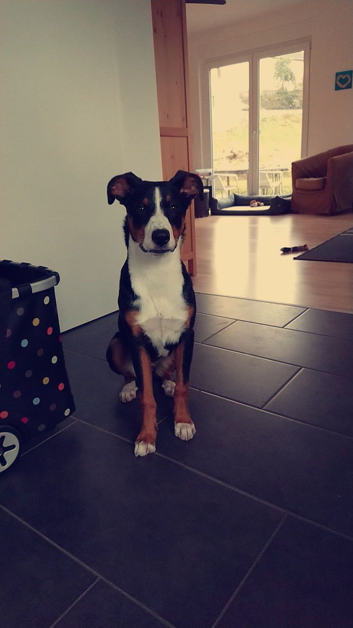 Doggo getting big - 9GAG