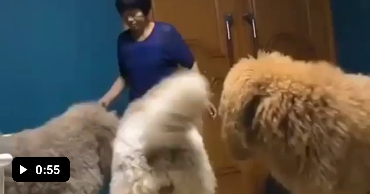 Big giant fluffy doggo bear. - 9GAG