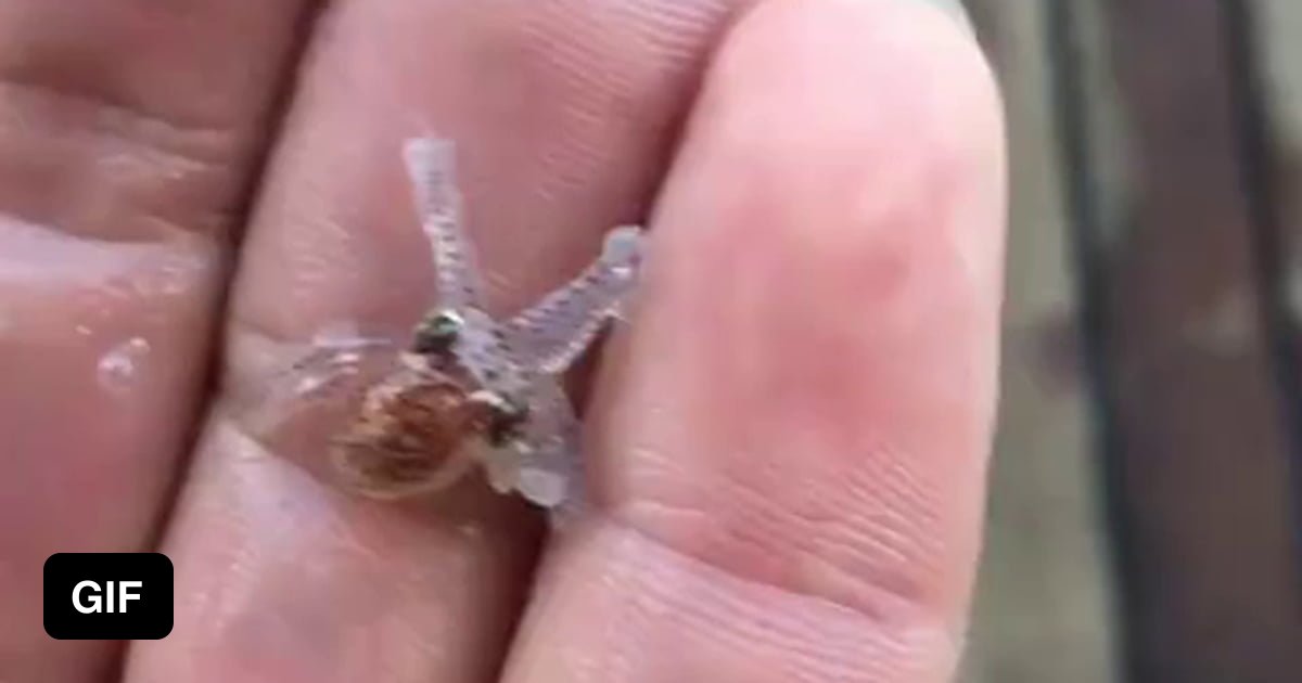 This little guy, world's tiniest octopus? - 9GAG