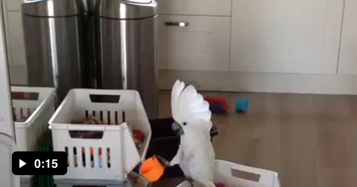 Parrot shouting in Cup - 9GAG