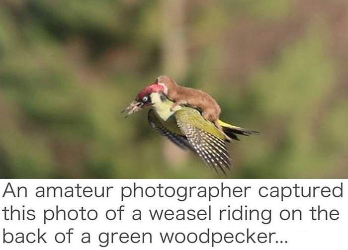 Weasel riding a Woodpecker - 9GAG