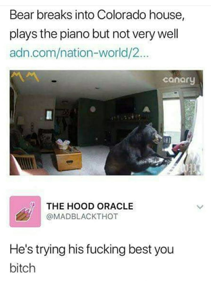 Poor bear - 9GAG