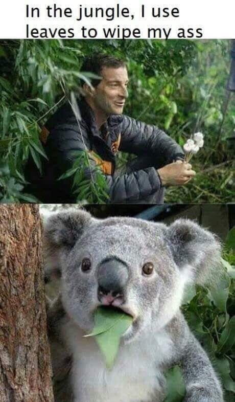 Drop bear seen some shit - 9GAG