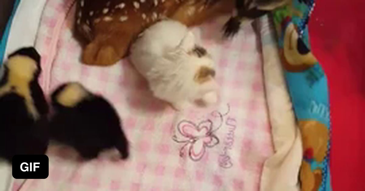 A rare, rare pupper gathering - 9GAG