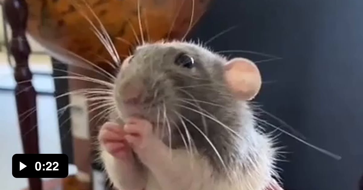A reminder that rats can be absolutely adorable - 9GAG